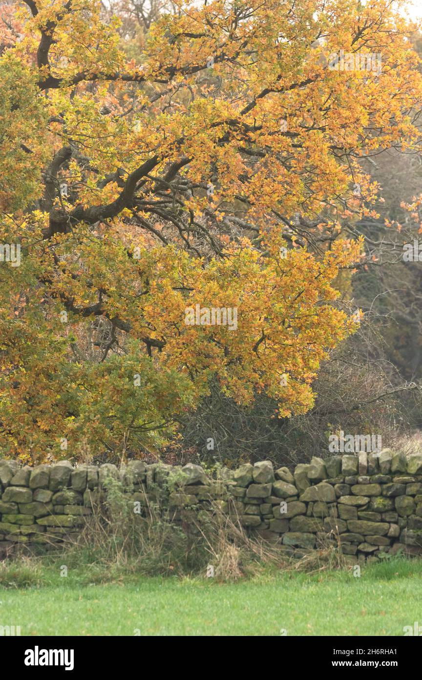An old English Oak tree showing autumn colours behind a dry stone wall ...