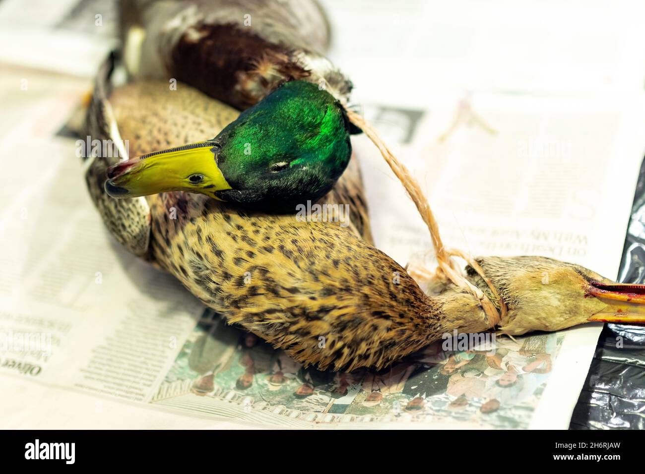 cutting up butchering and preparing a mallard duck to cook Stock Photo ...