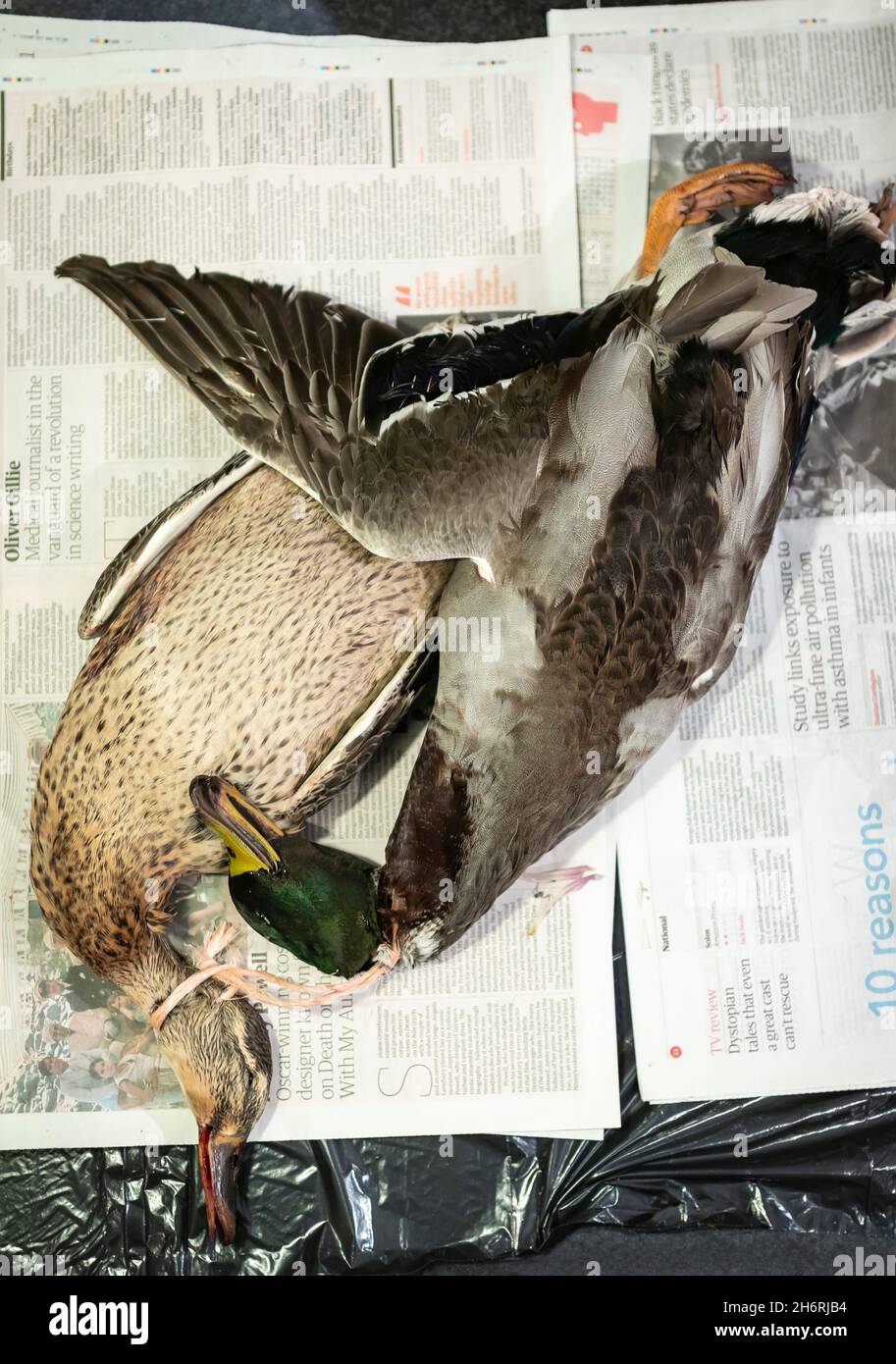 cutting up butchering and preparing a duck to cook Stock Photo - Alamy