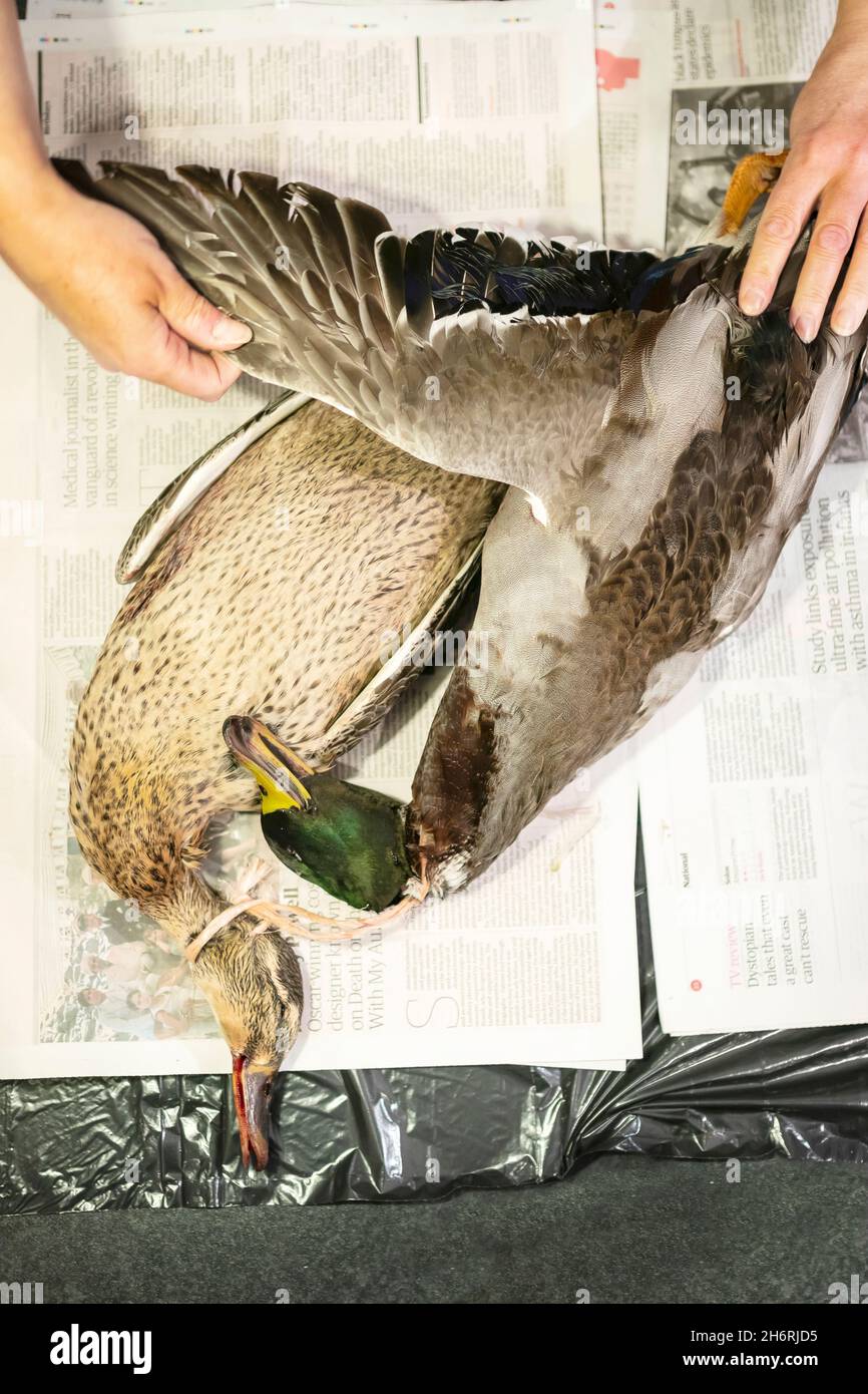 woman cutting up butchering and preparing a duck to cook Stock Photo ...