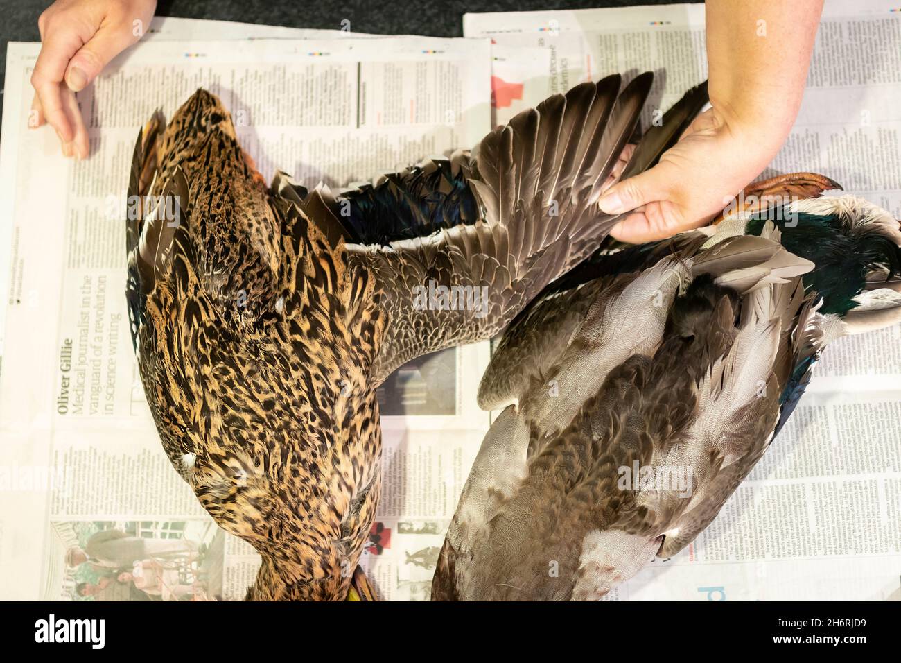 woman pulls out wing feather whilst cutting up butchering and preparing ...