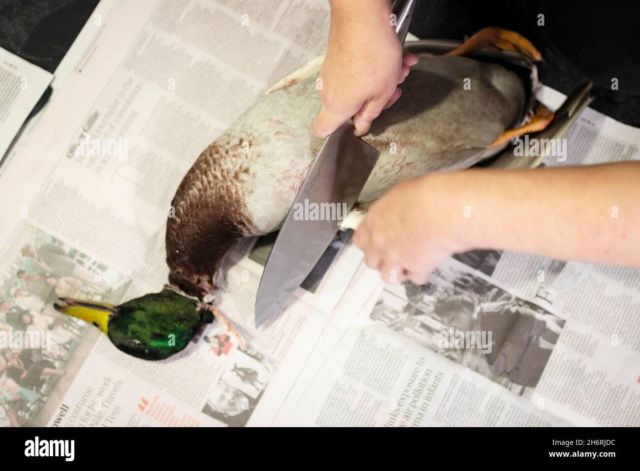 woman cutting up butchering and preparing a mallard duck to cook Stock ...