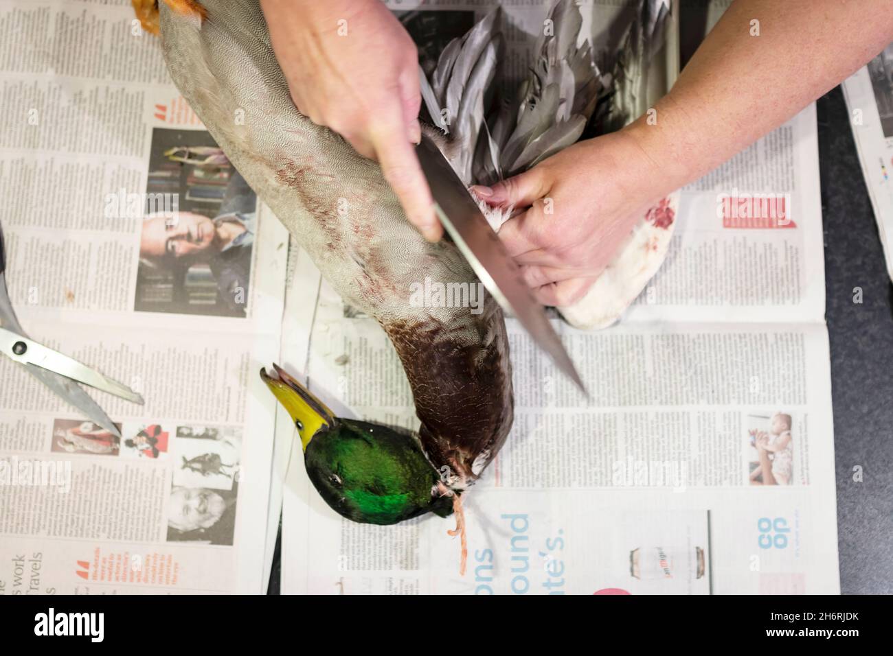 woman cutting up butchering and preparing a mallard duck to cook Stock ...