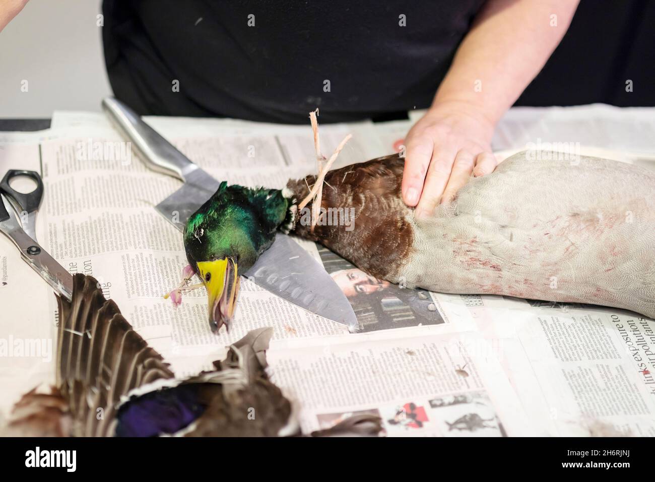 woman cutting up butchering and preparing a mallard duck to cook Stock ...