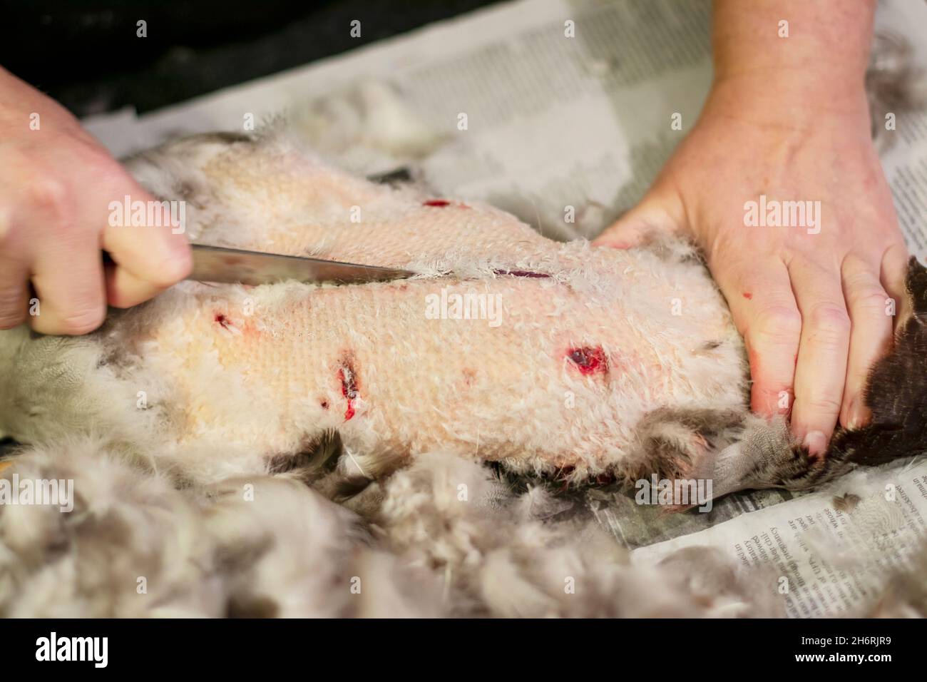 woman cutting up butchering and preparing a duck to cook Stock Photo ...