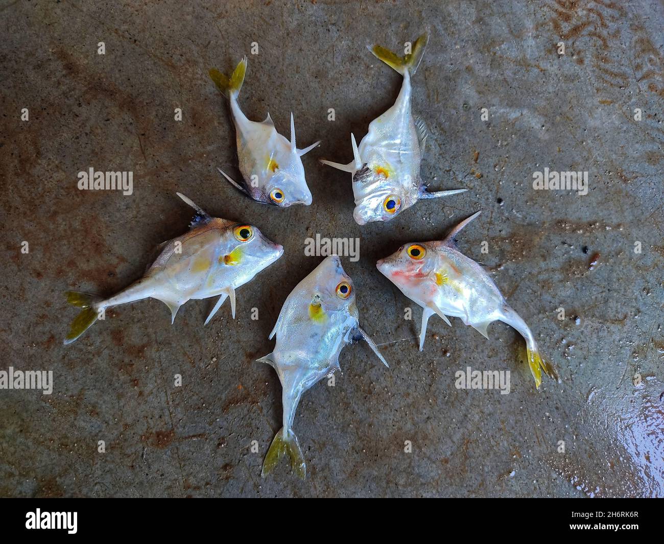 Triacanthus biaculeatus hi-res stock photography and images - Alamy