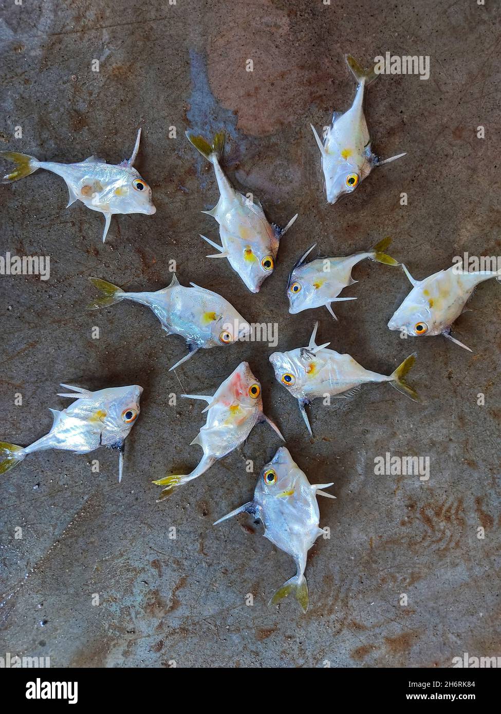 Vertical shot of short-nosed tripod fish arranged on a rough surface ...