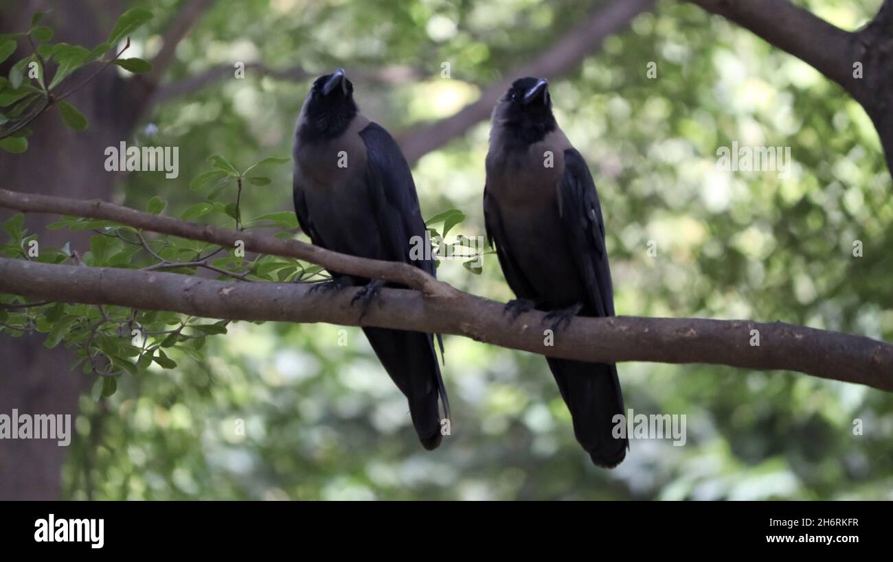 Banggai crow hi-res stock photography and images - Alamy