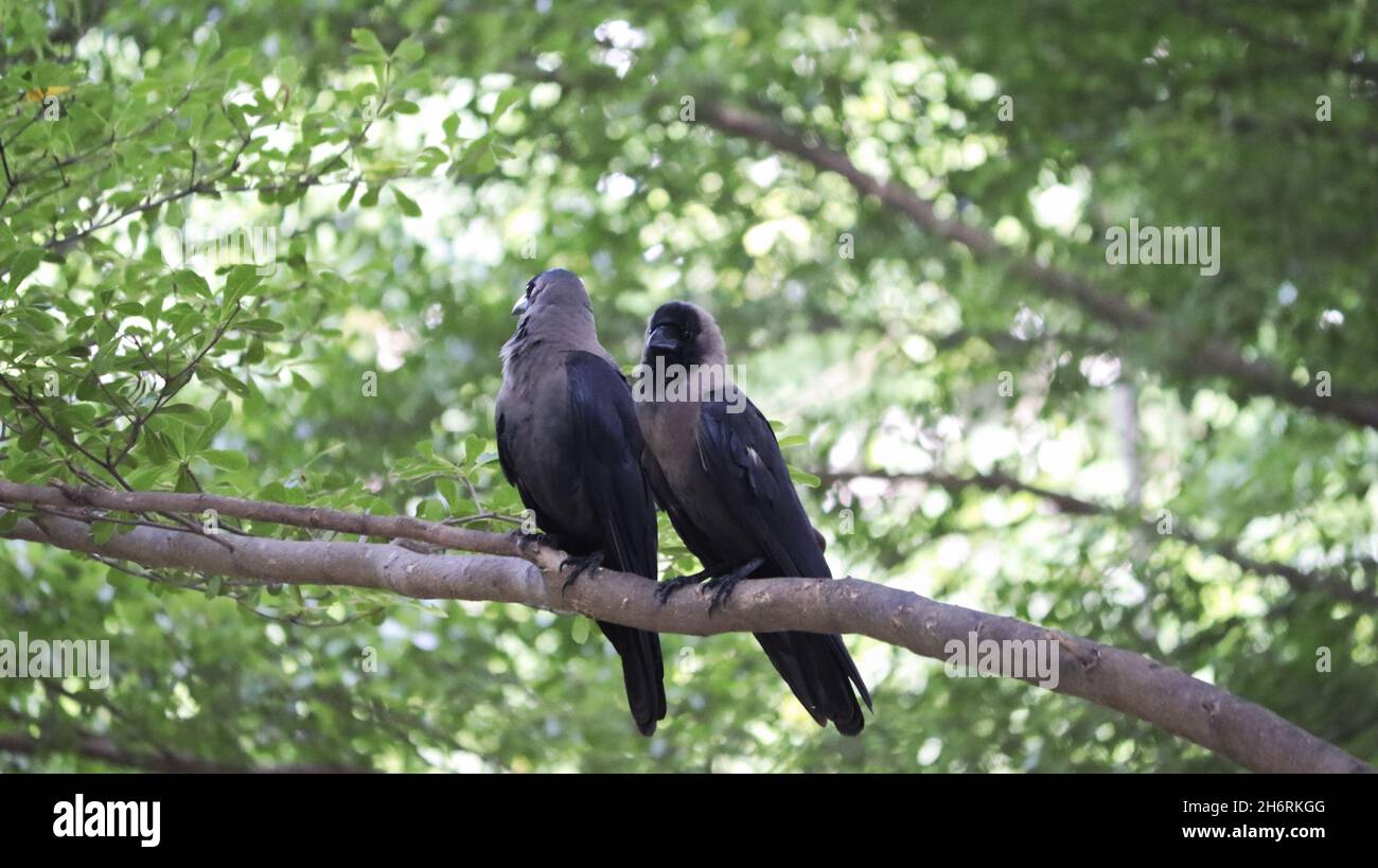 Banggai crow hi-res stock photography and images - Alamy