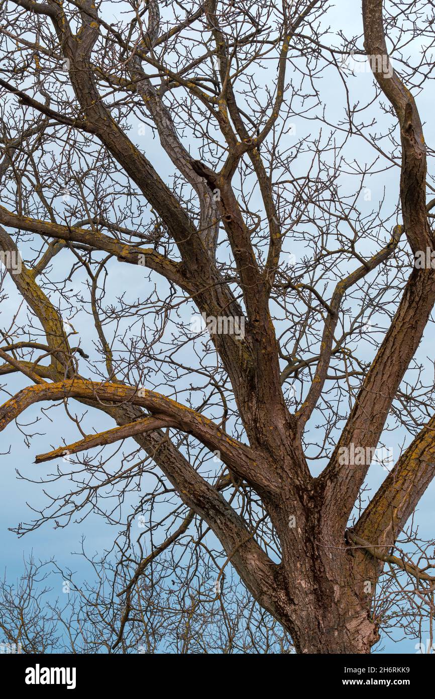 Vertical view of a tree without leaves under the blue sky Stock Photo ...