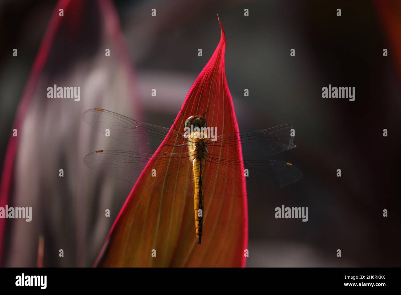 Macro shot of an odonata perched on a leaf Stock Photo - Alamy
