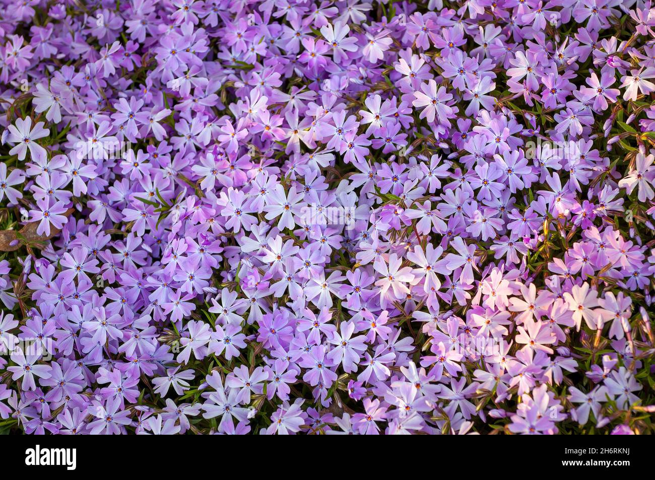 Top view of many creeping phlox (Phlox subulata) flowers in the garden ...