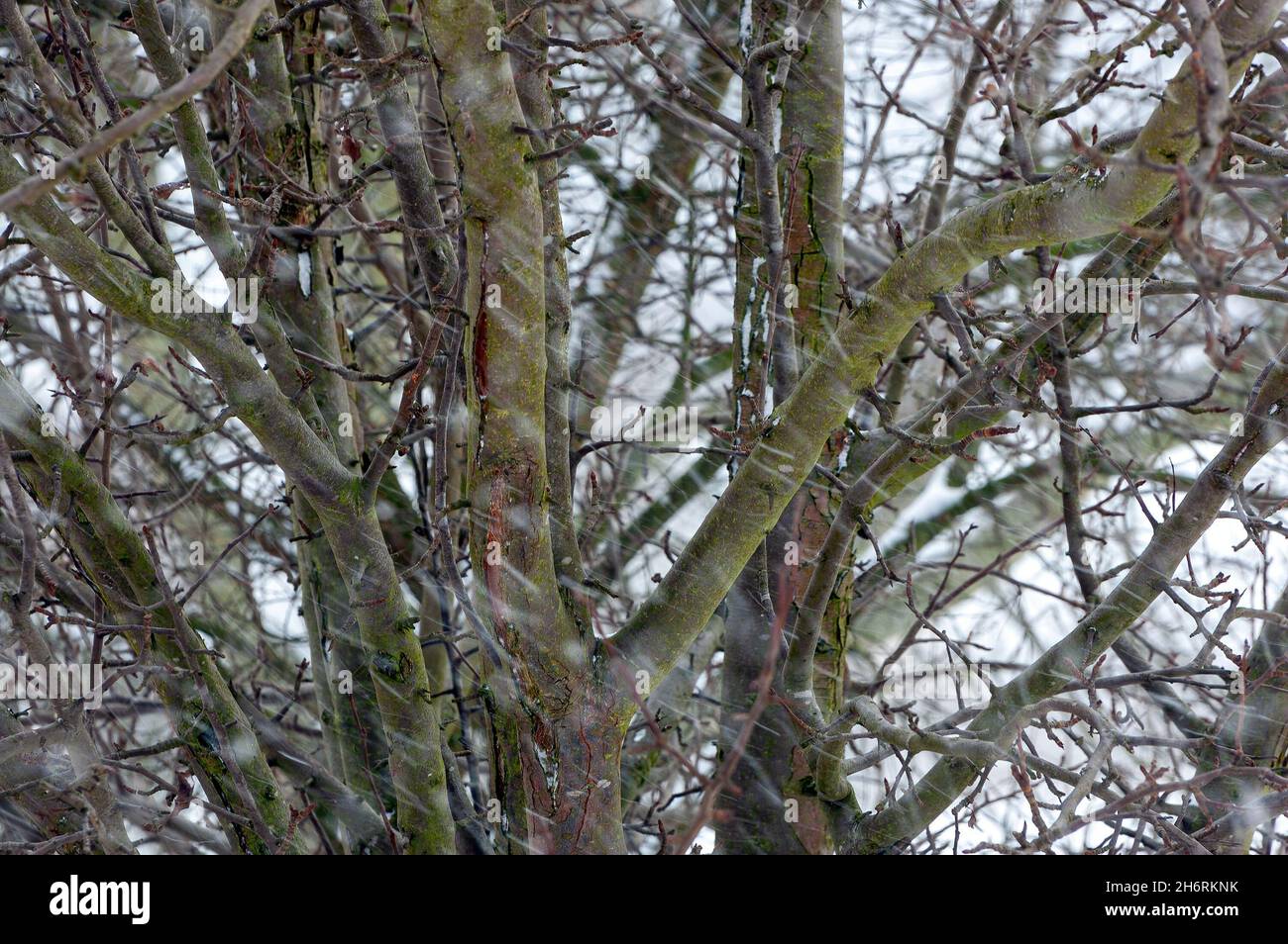 View of a winter background with falling snowflakes on the trees Stock ...
