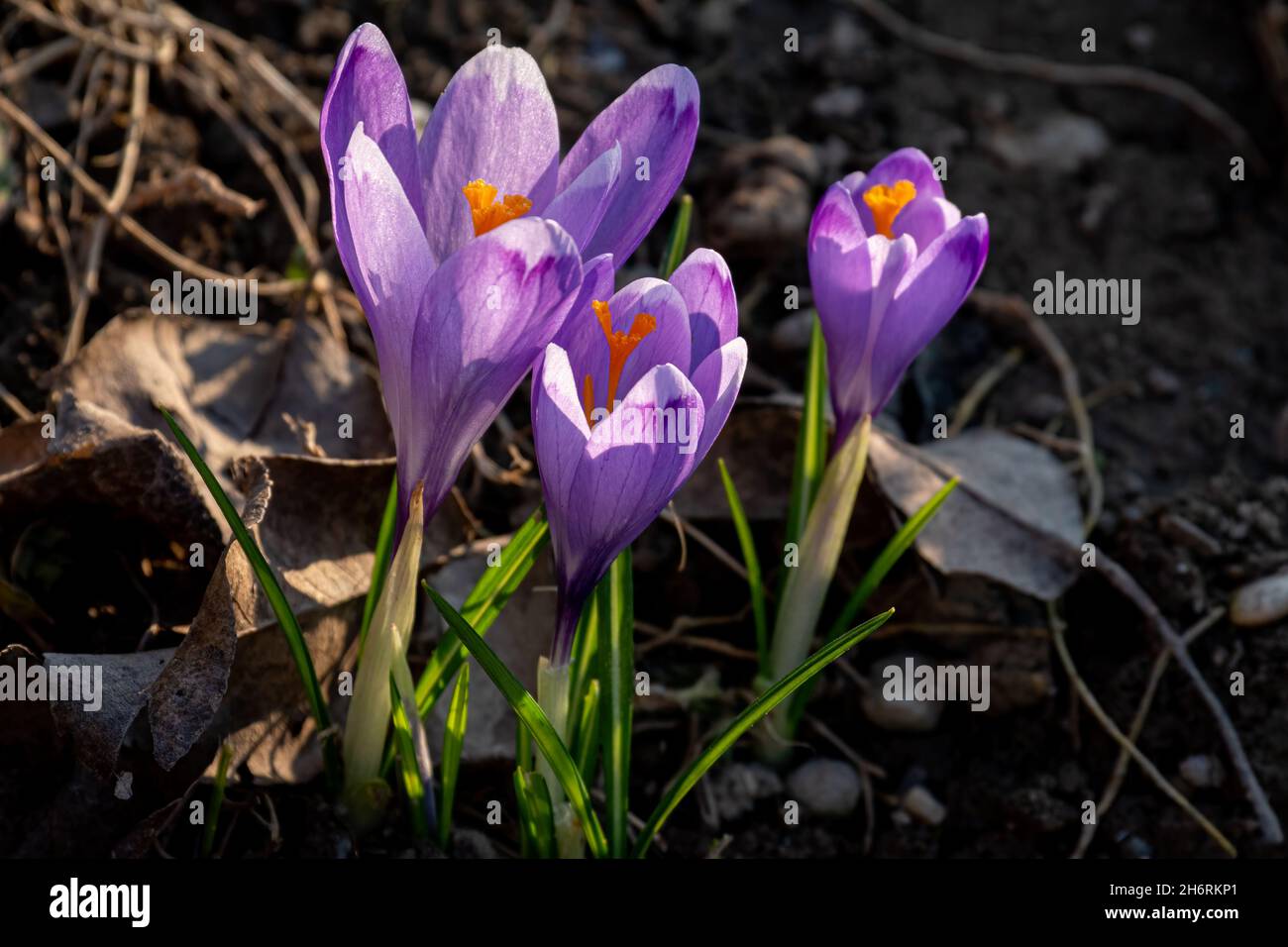 Closeup shot of spring crocus (Crocus vernus) flowers under the rays of ...