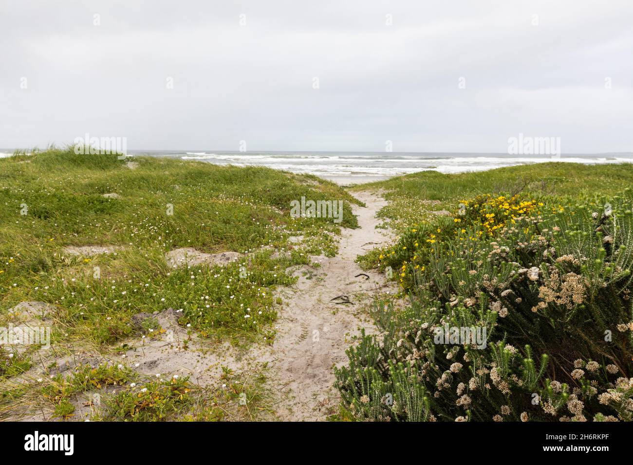 Pathway in the sand dunes, on the Atlantic coastline Stock Photo - Alamy
