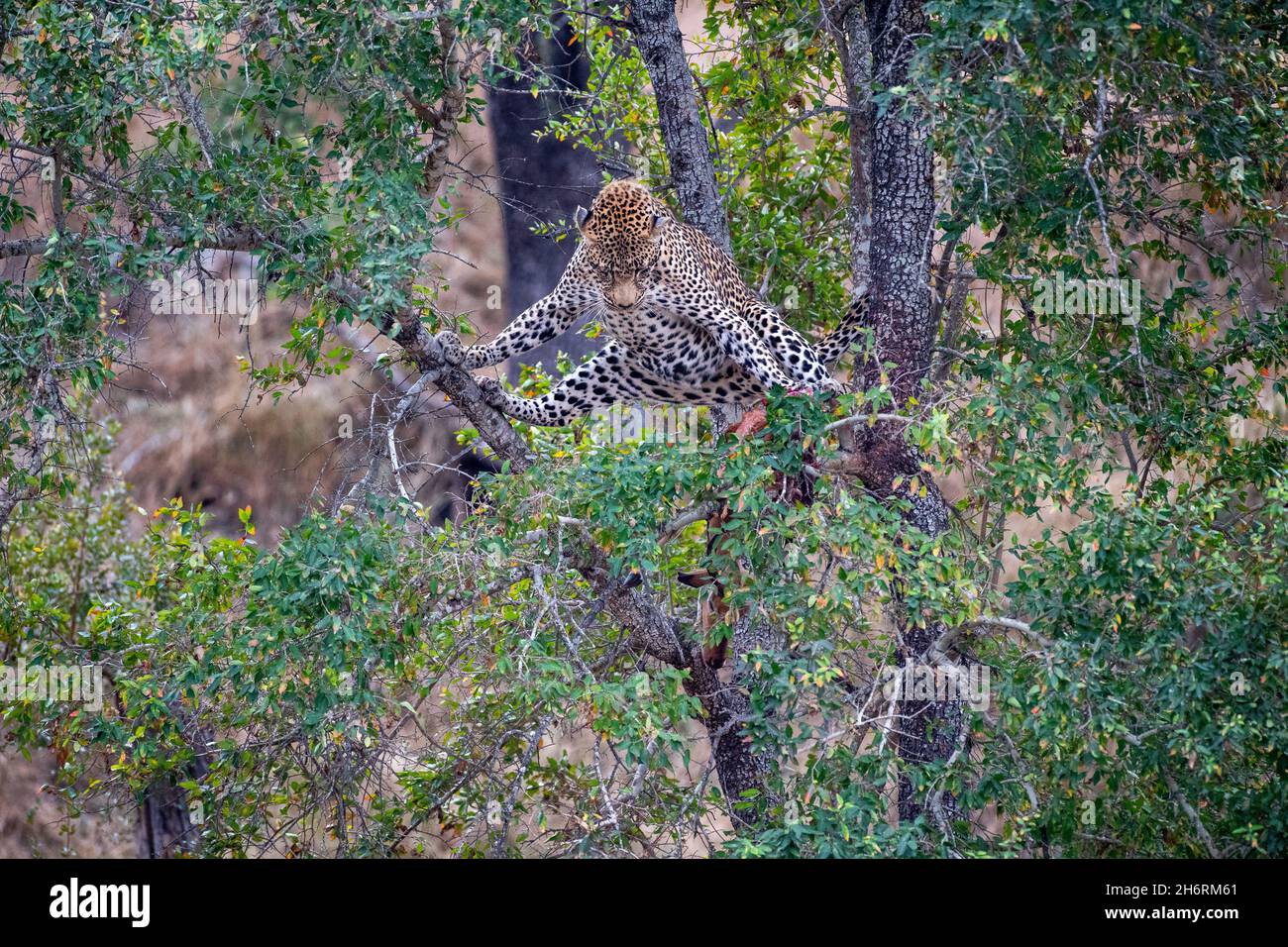 Kill markings hi-res stock photography and images - Alamy