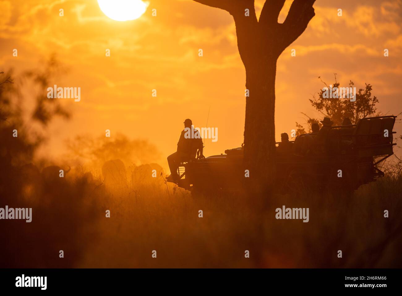 A vehicle goes on a game drive at sunset, silhouetted Stock Photo - Alamy