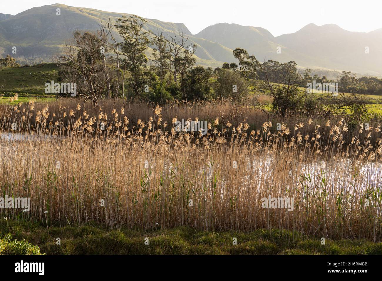 Tall reeds growing on a river bank, view of a tall mountain range ...