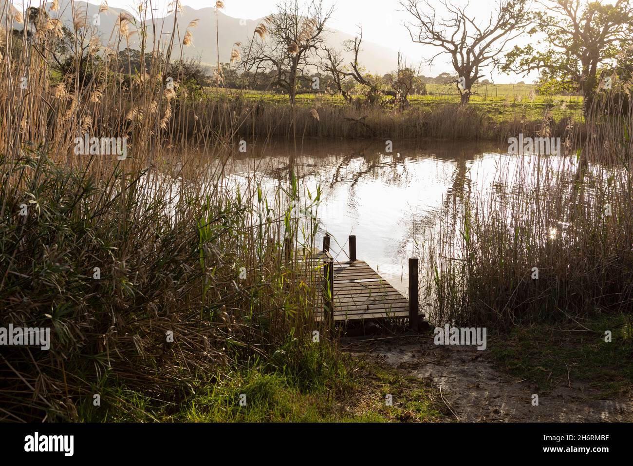 A wooden jetty on a river bank, tall reeds and grasses Stock Photo - Alamy