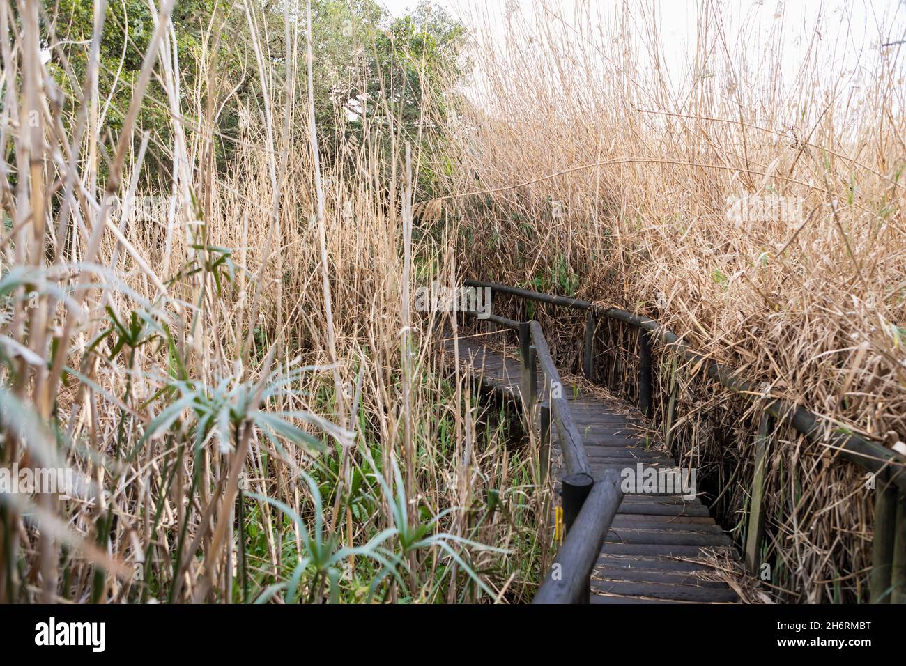 A walkway through the reeds, above the soggy ground and marshes on a ...