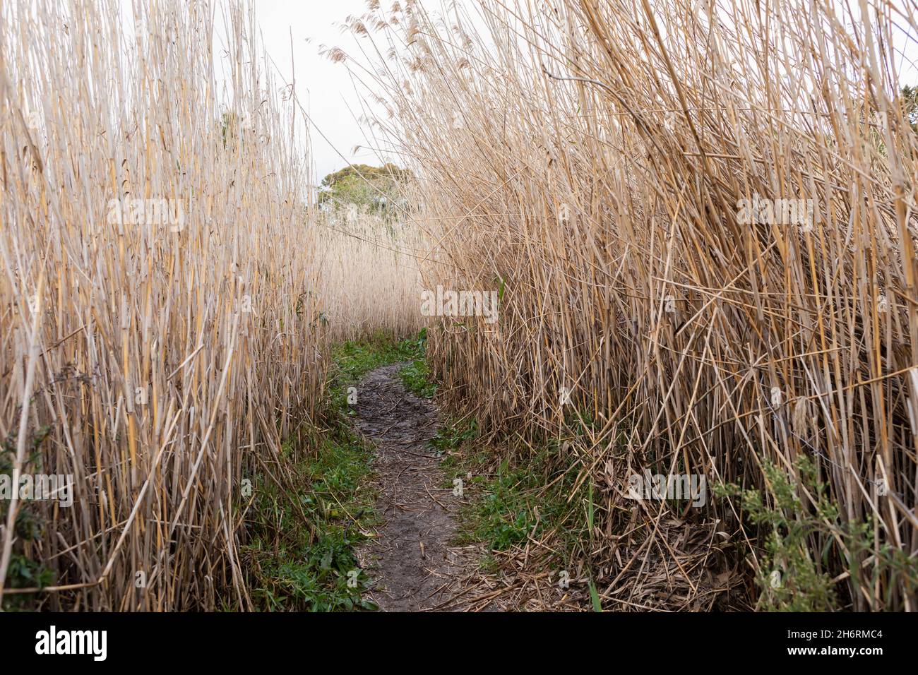 Tall reeds hi-res stock photography and images - Alamy