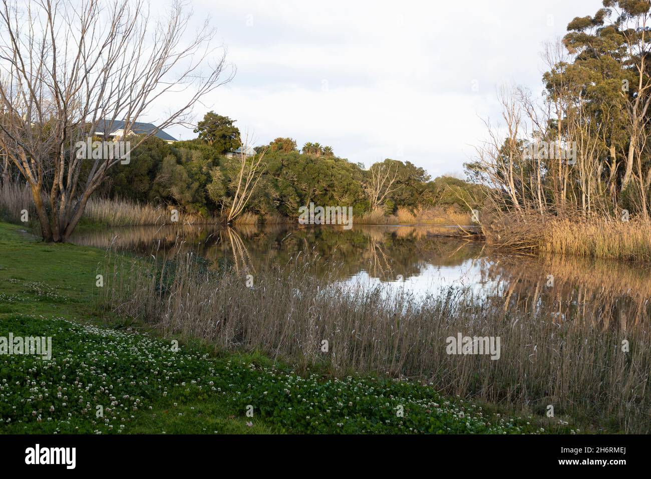 Tall reeds and grass on a riverbank, flat calm river surface and mature ...
