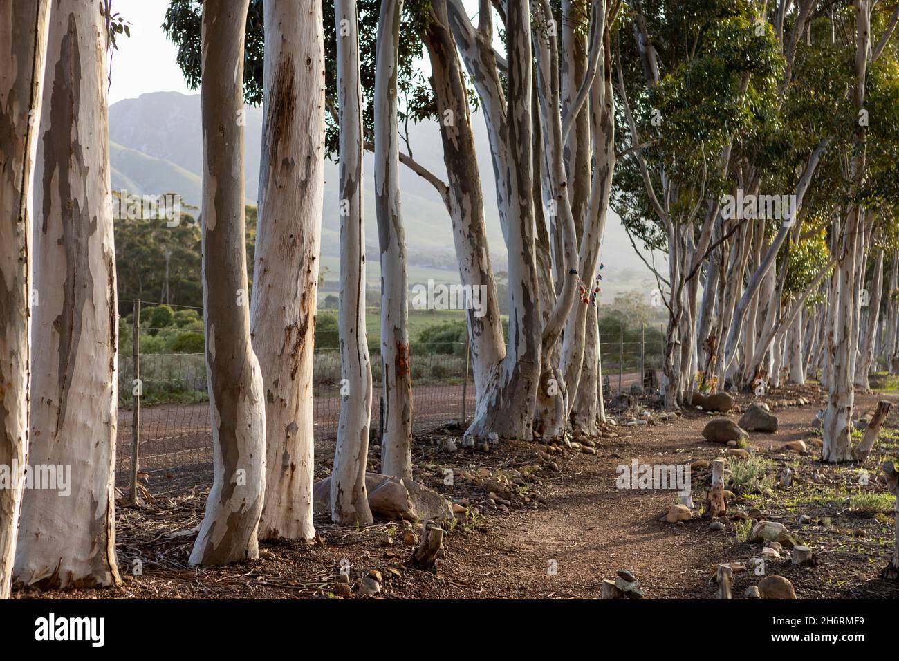 Nature reserve and walking trail, a path through mature blue gum trees ...