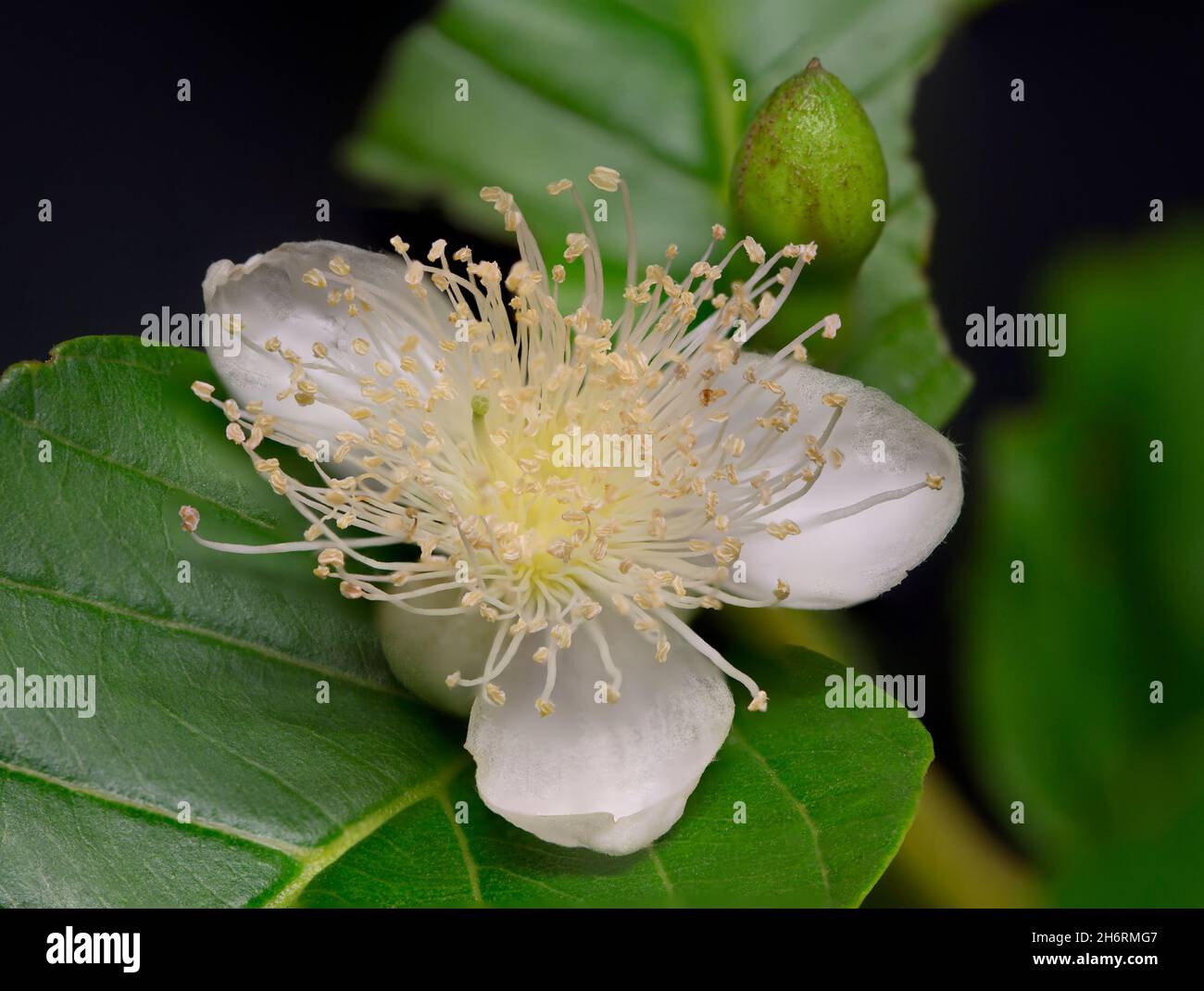 Guava tree, Psidium guajava, is a common tropical small tree cultivated ...