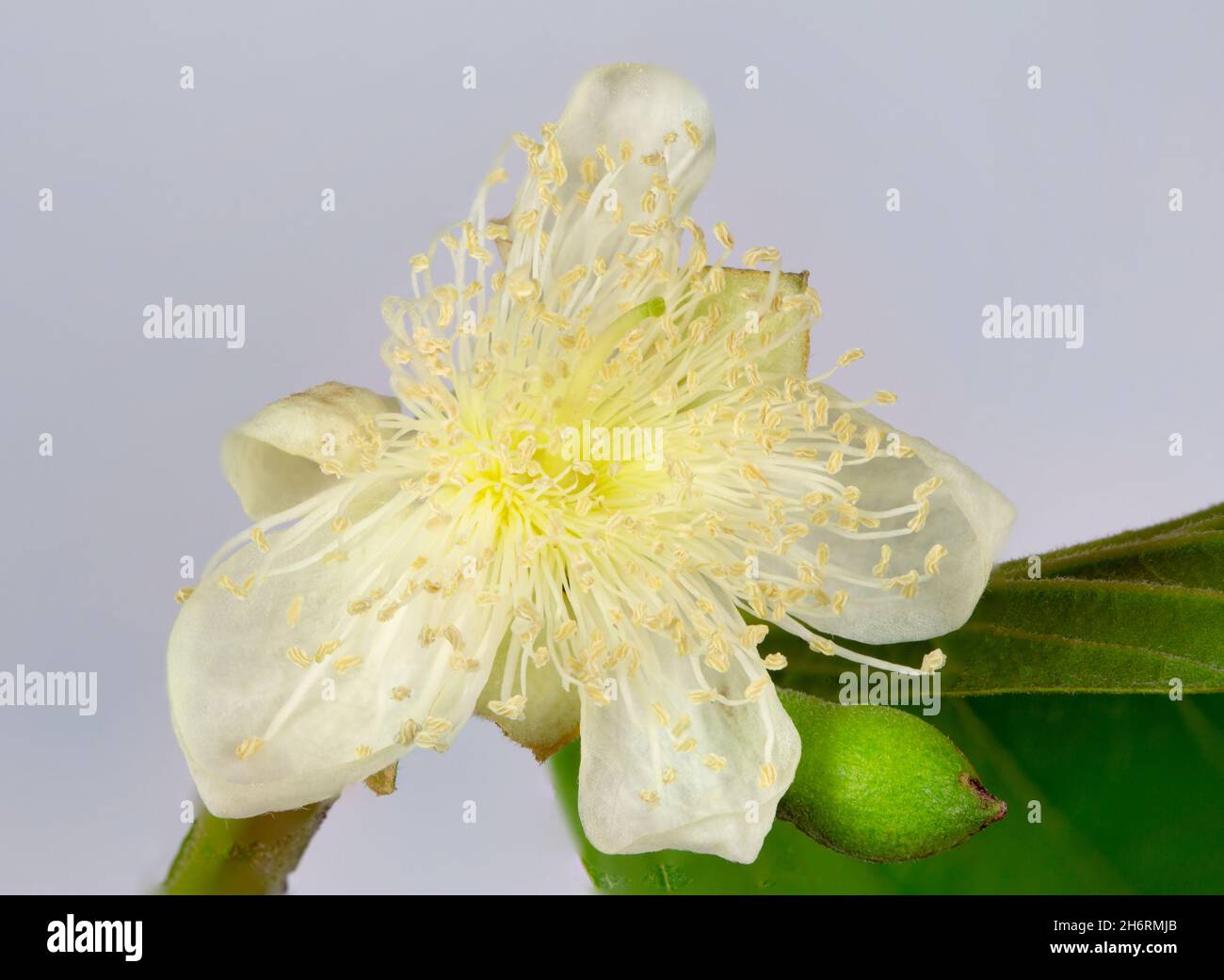 Flowers guava white cluster many hi-res stock photography and images ...
