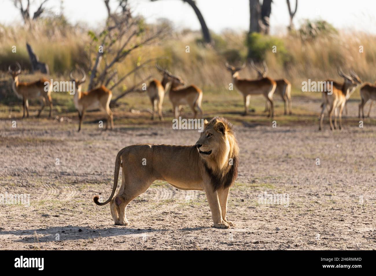 Lion close distance hi-res stock photography and images - Alamy