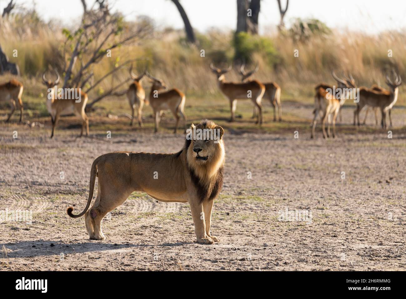 Lion impala hi-res stock photography and images - Alamy