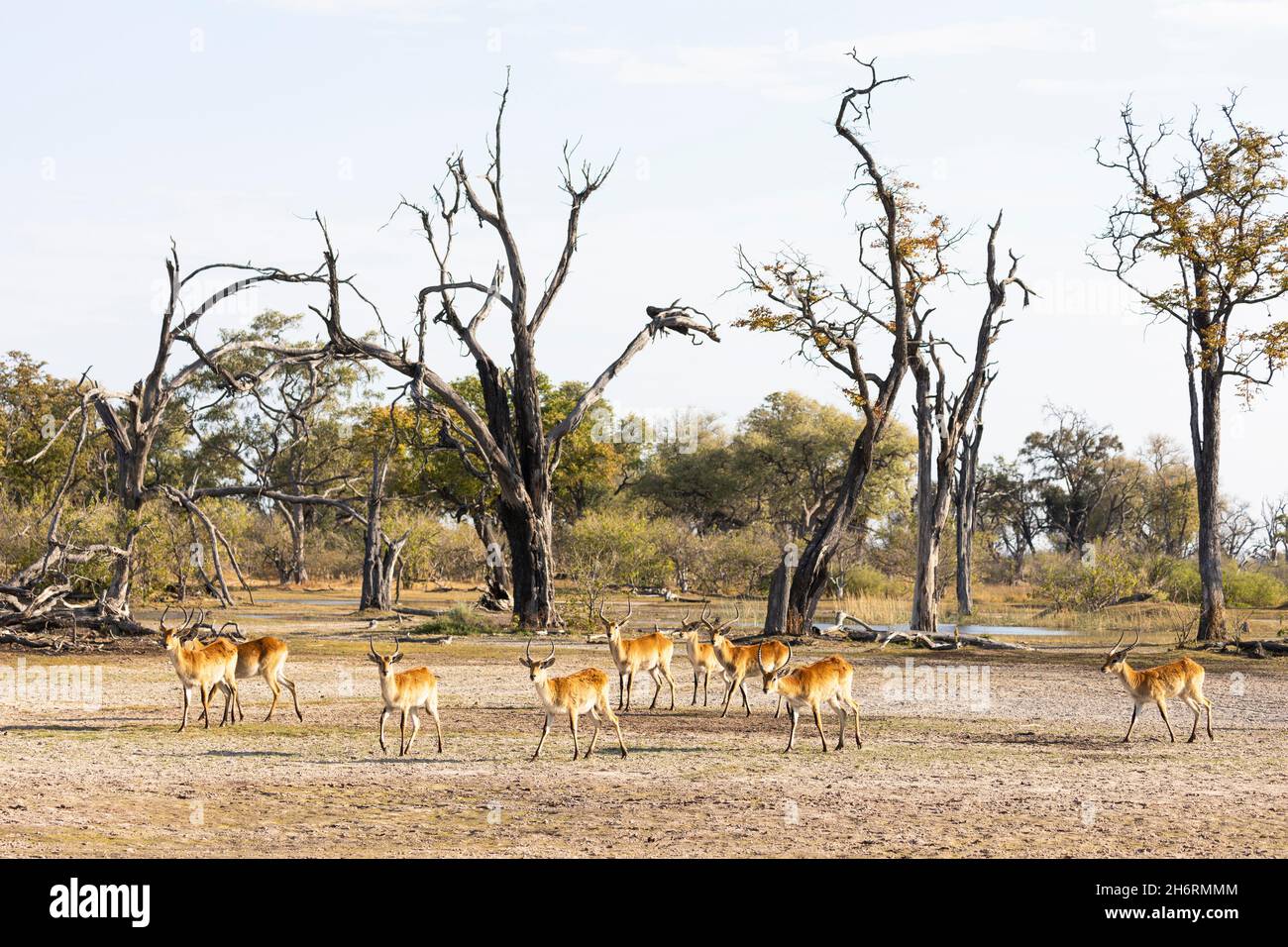 Small group of impala hi-res stock photography and images - Alamy
