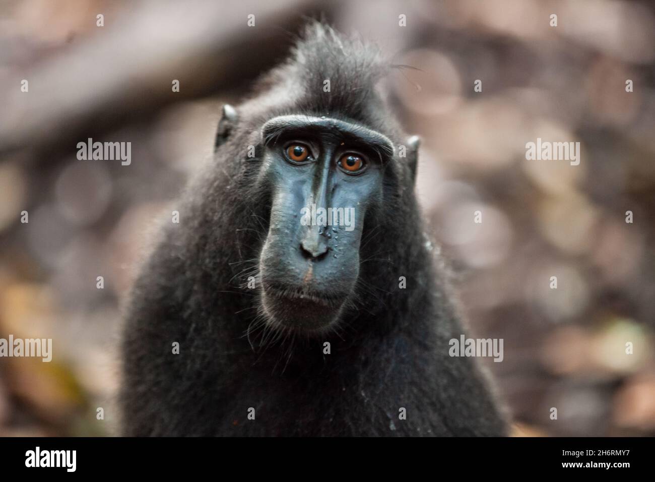 A portrait of a cute and sad macaque, Tangkoko National Park, Indonesia ...