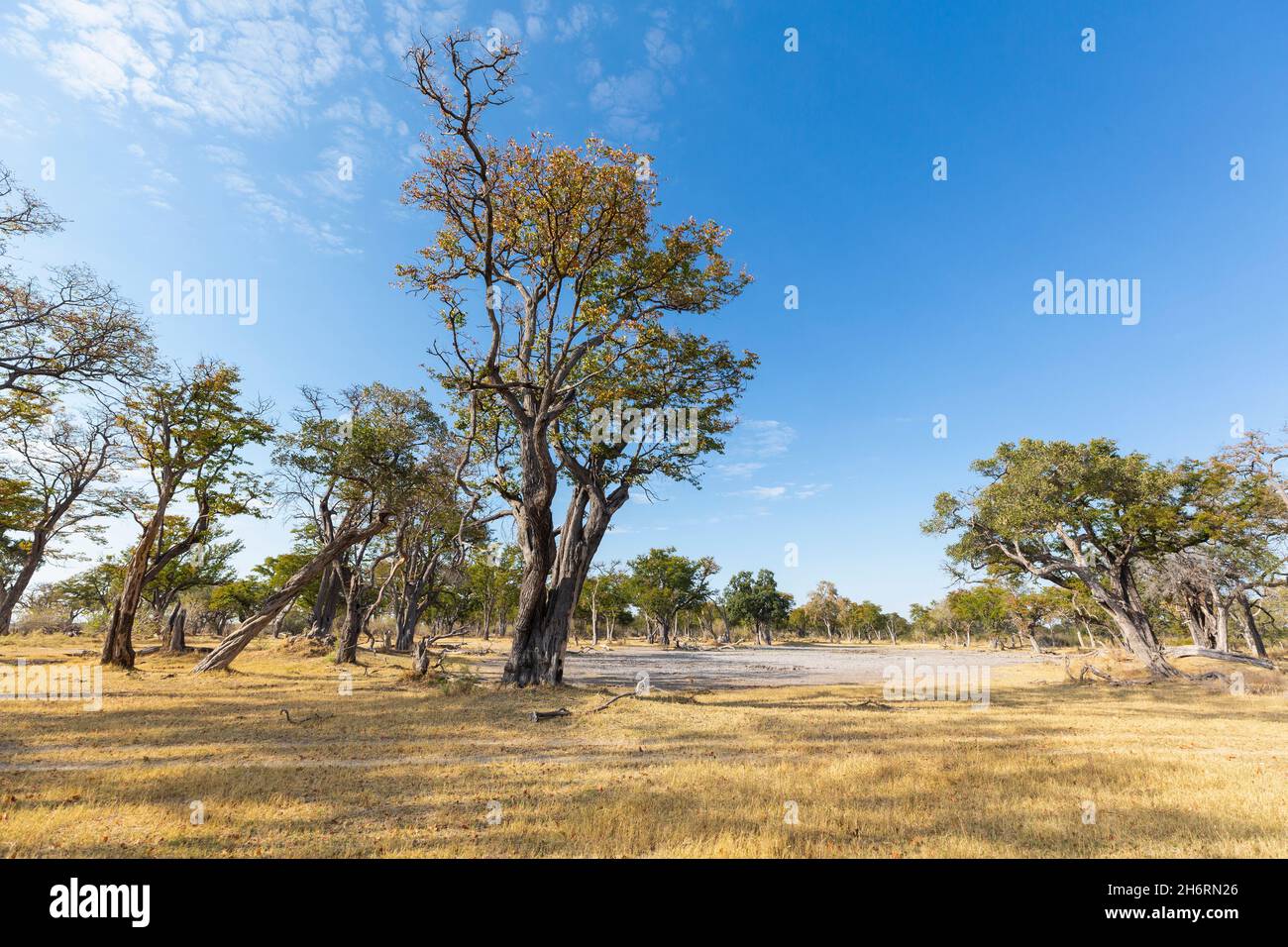 Grassland and a clearing in trees, a dry dusty patch Stock Photo - Alamy