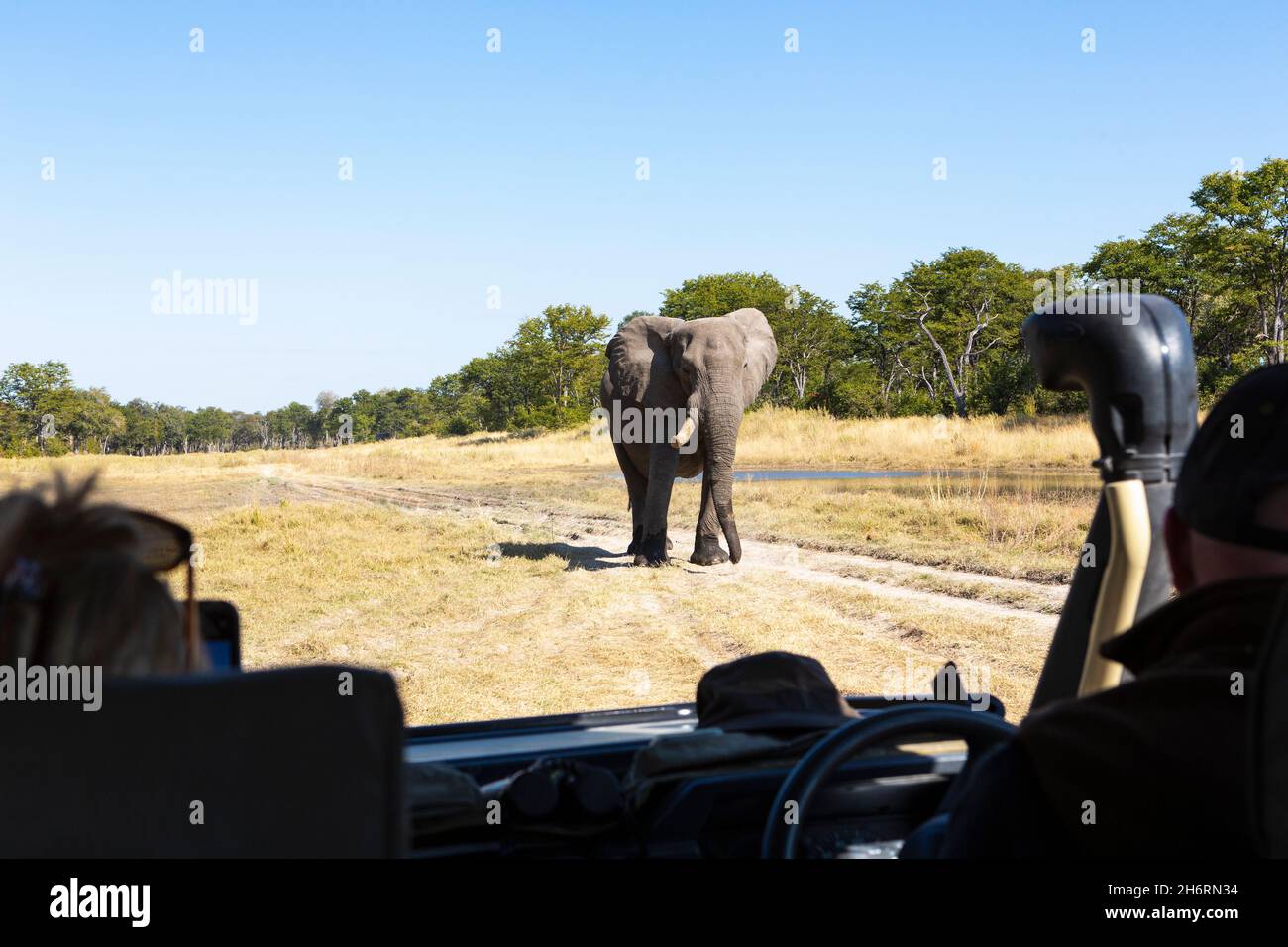 A large elephant with tusks in front of a jeep full of people Stock ...