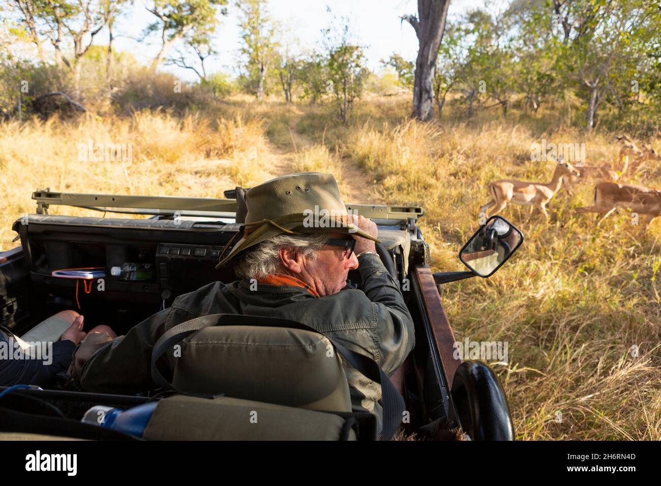 A safari guide in a bush hat at the wheel of a jeep watching a small ...
