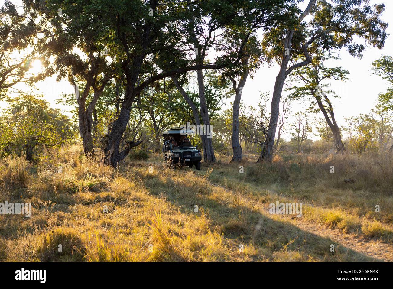A safari vehicle moving through trees along a track at sunrise Stock ...