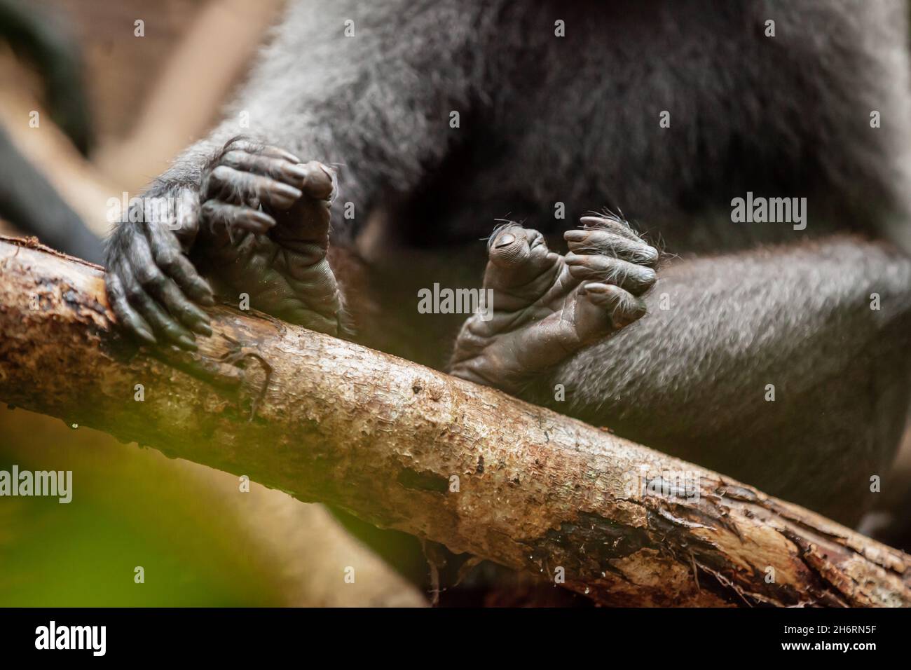 Close-up of legs and arms of Crested black macaque, Tangkoko National ...
