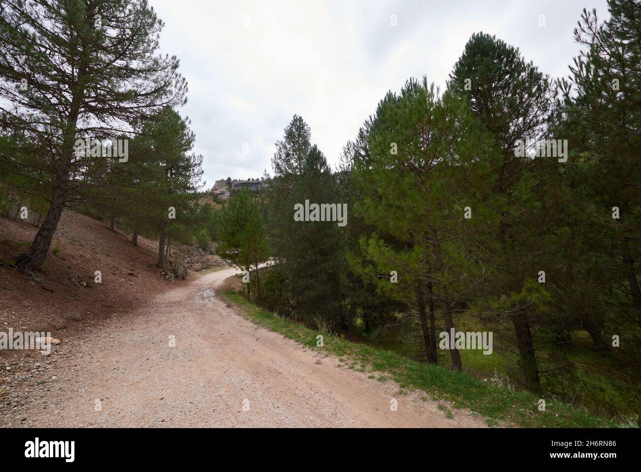 A beautiful path through an autumn pine forest Stock Photo - Alamy