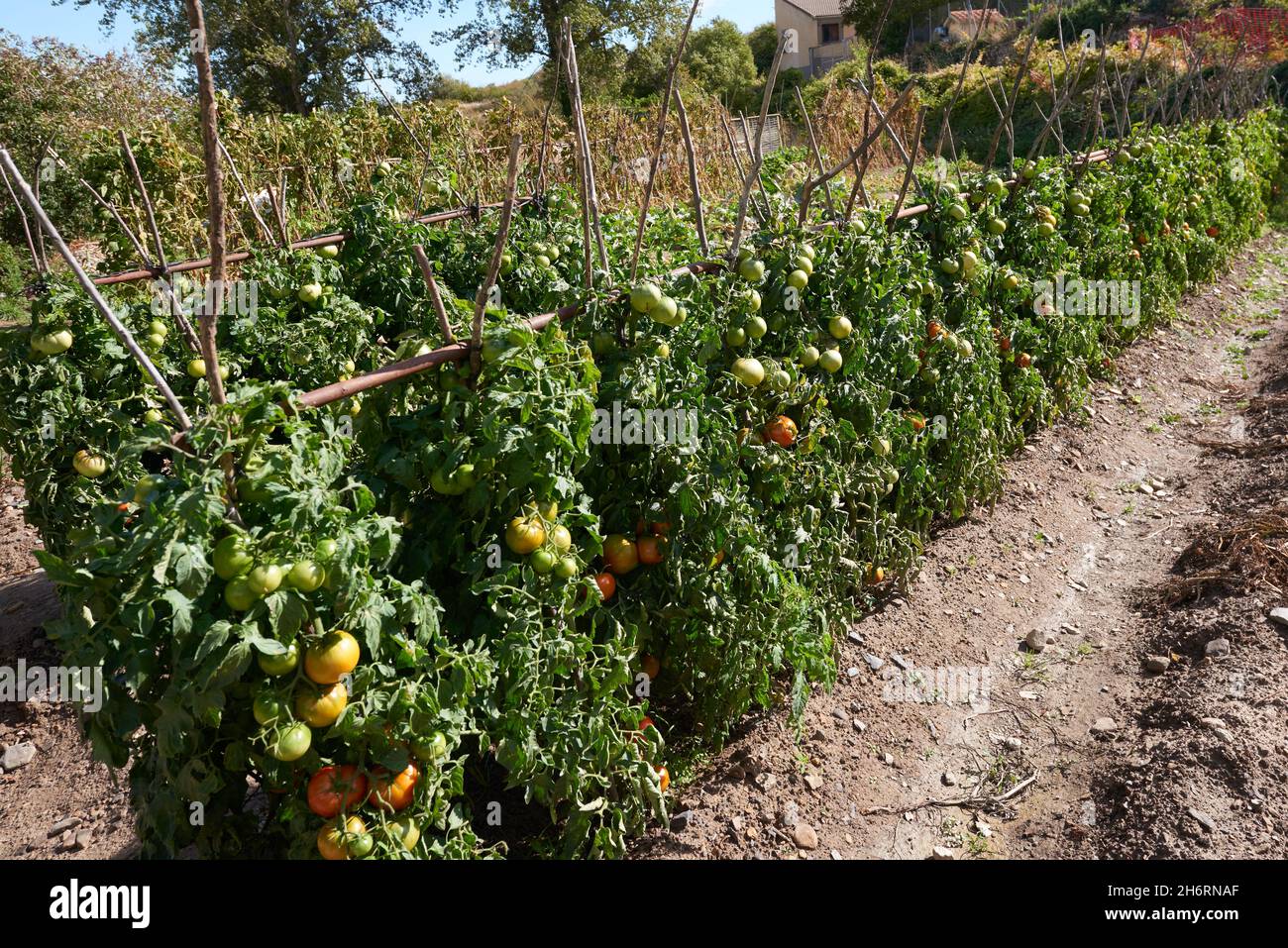 A tidy planting of ripe red tomatoes ready for harvesting Stock Photo ...