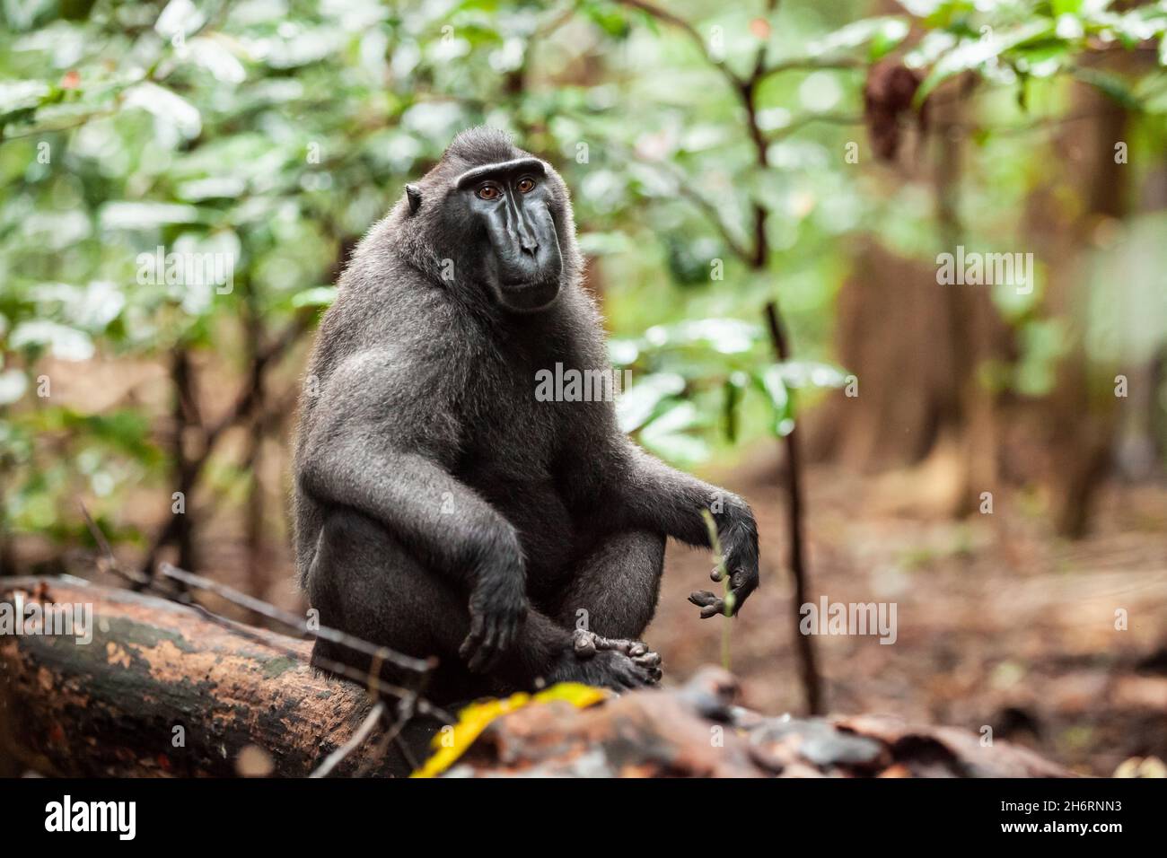 Crested black macaque sitting in meditation pose with a thinking look ...