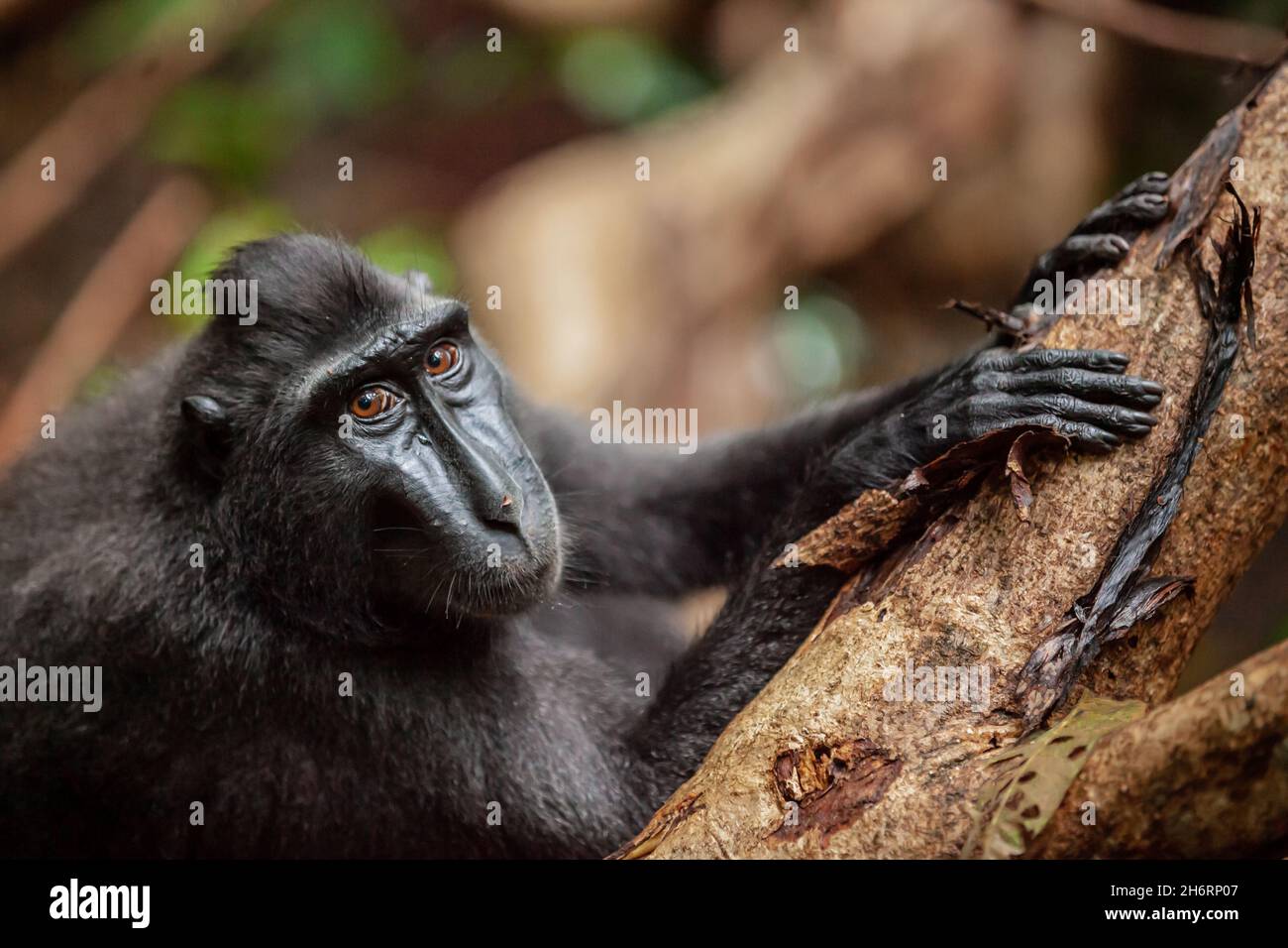 Crested black macaque in its tropical forest habitat, Tangkoko National ...