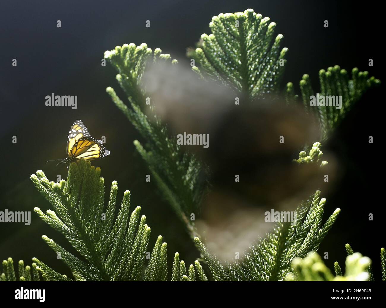 New York, United States. 17th Nov, 2021. Many species of live ...