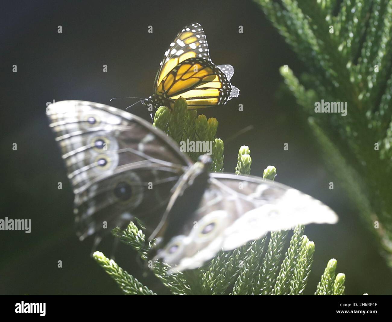 New York, United States. 17th Nov, 2021. Many species of live ...