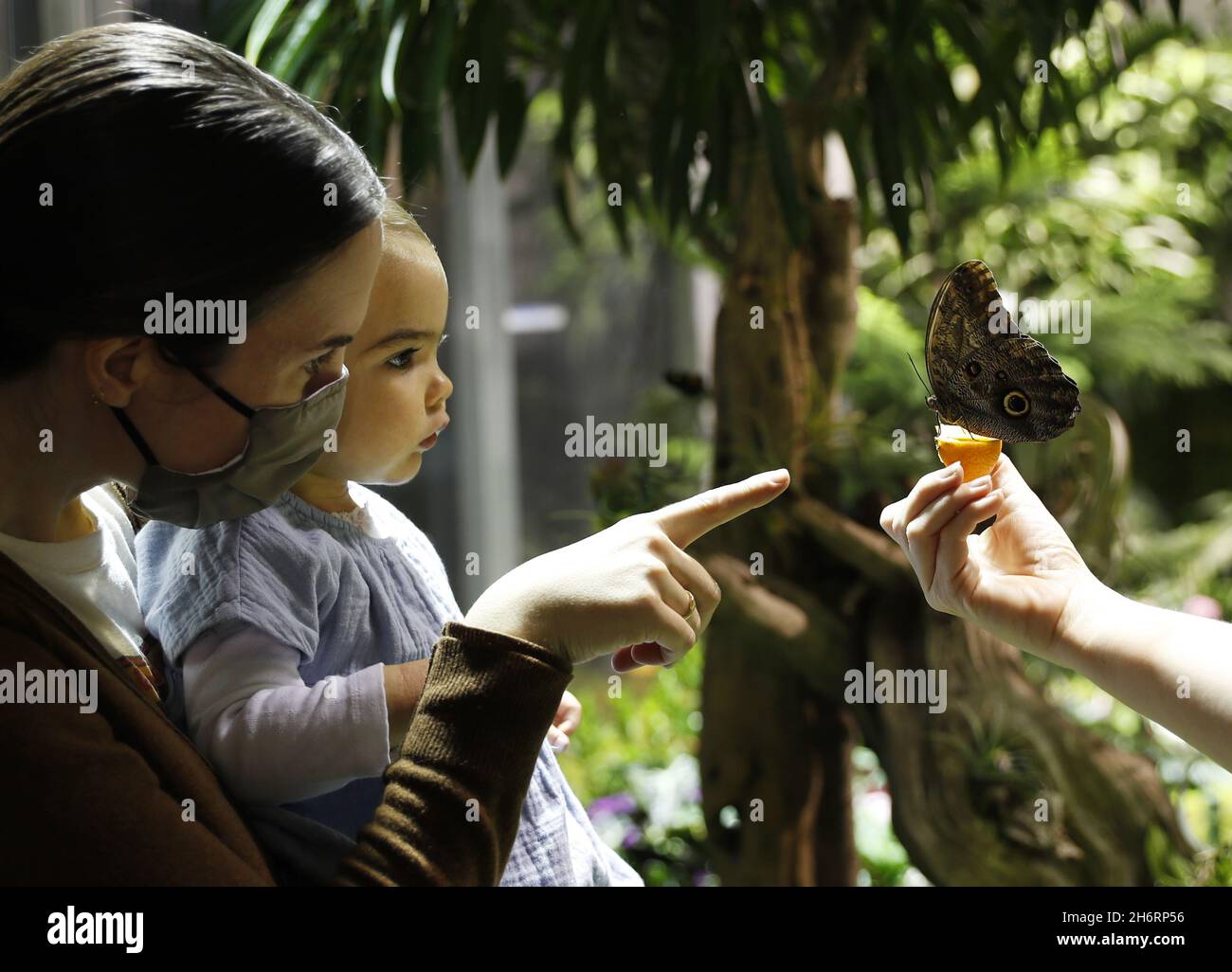 An infant looks at a live butterfly that is on display at The Butterfly ...
