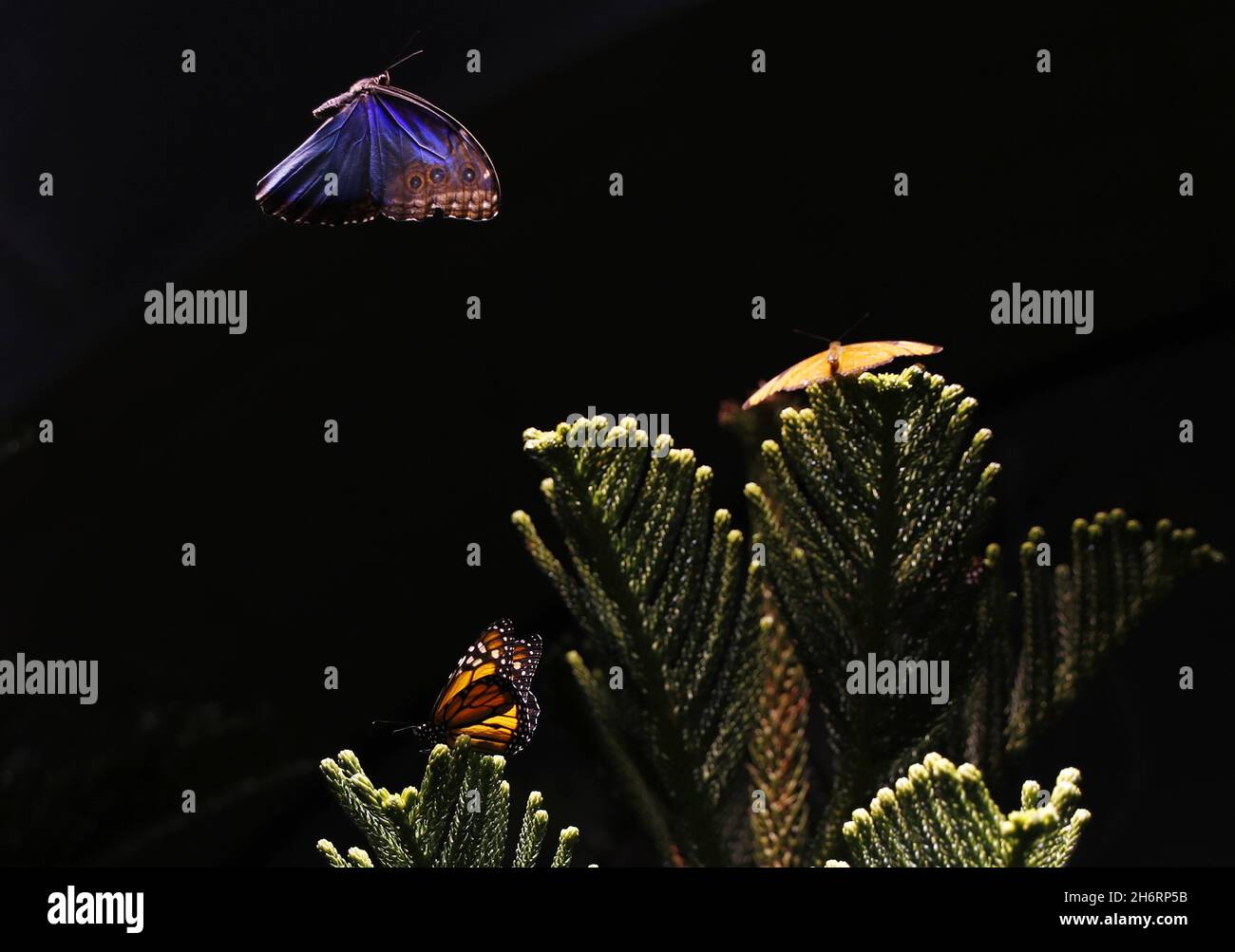 New York, United States. 17th Nov, 2021. Many species of live ...