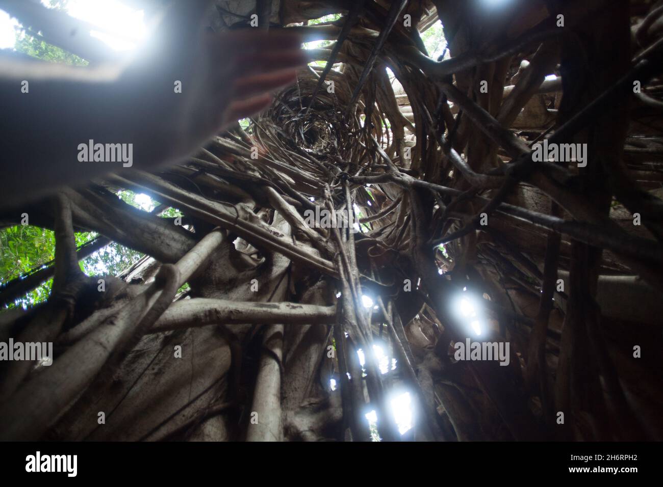 Tree branches construction in Indonesian rainforest Stock Photo - Alamy