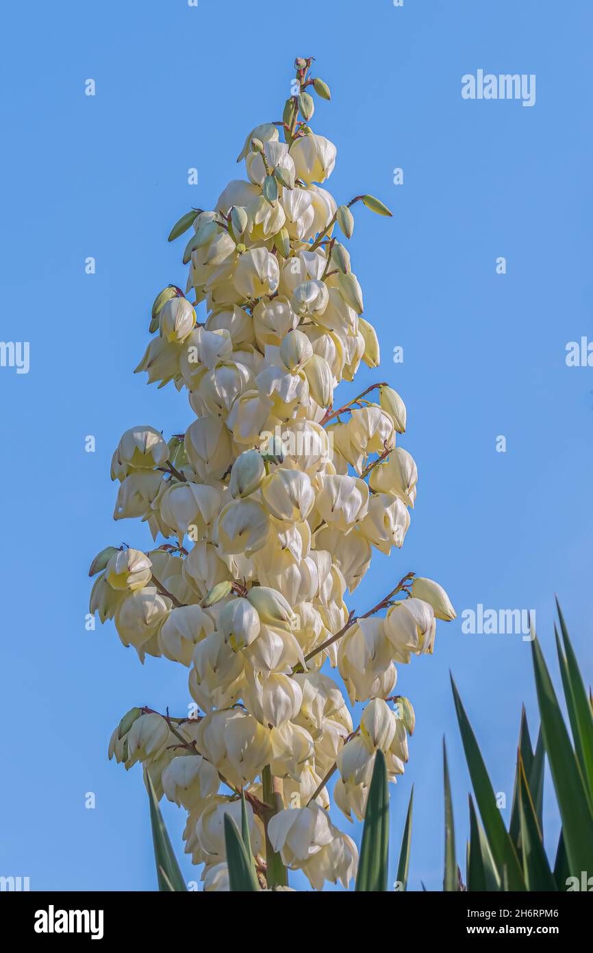 Yucca Plant Outdoor