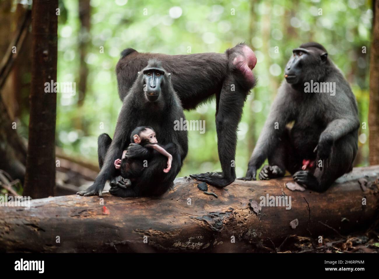 A group of Crested black macaques having a leisure time in the jungle ...