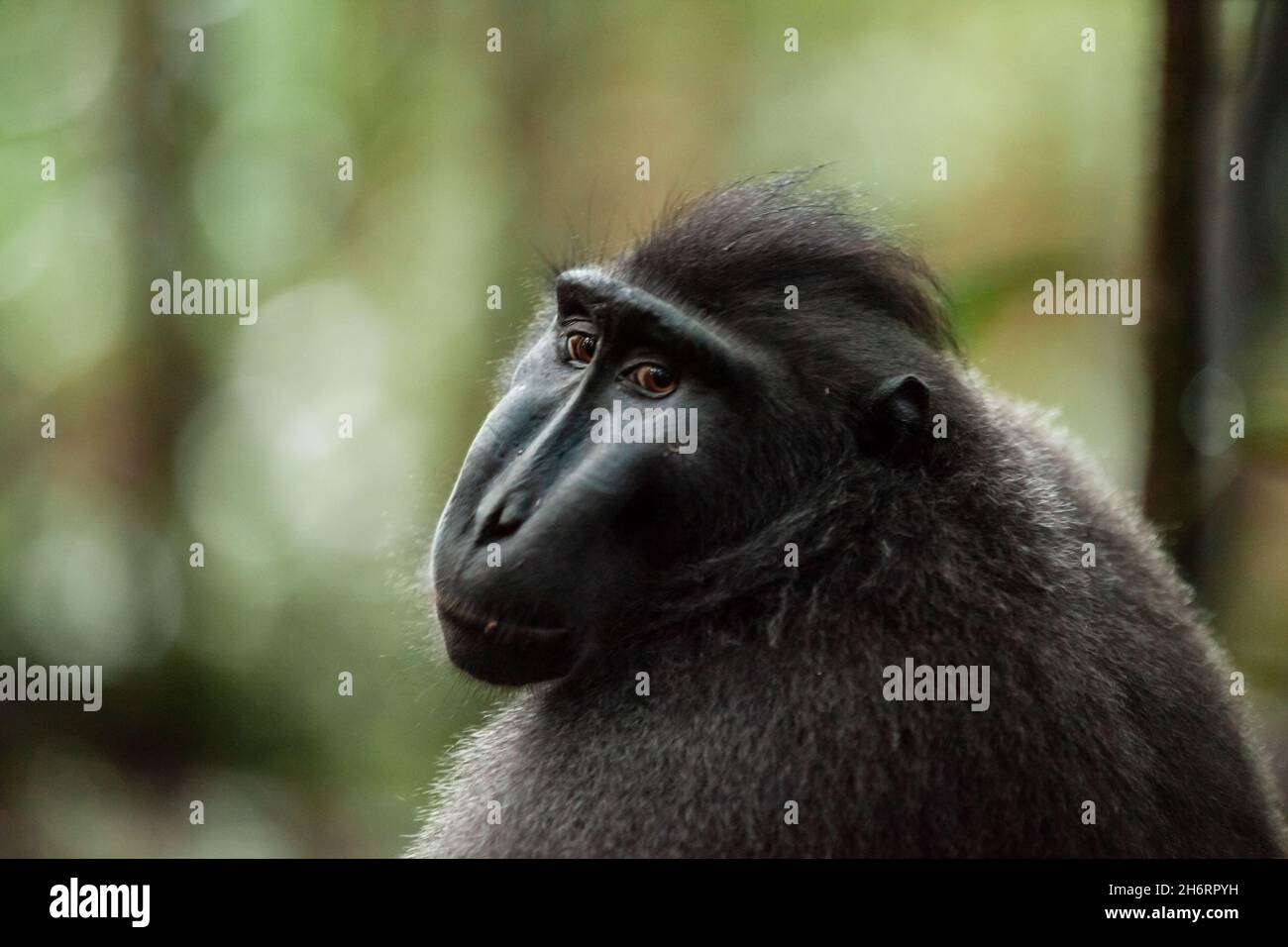 Close-up portrait of a sad looking crested black macaque, Sulawesi ...